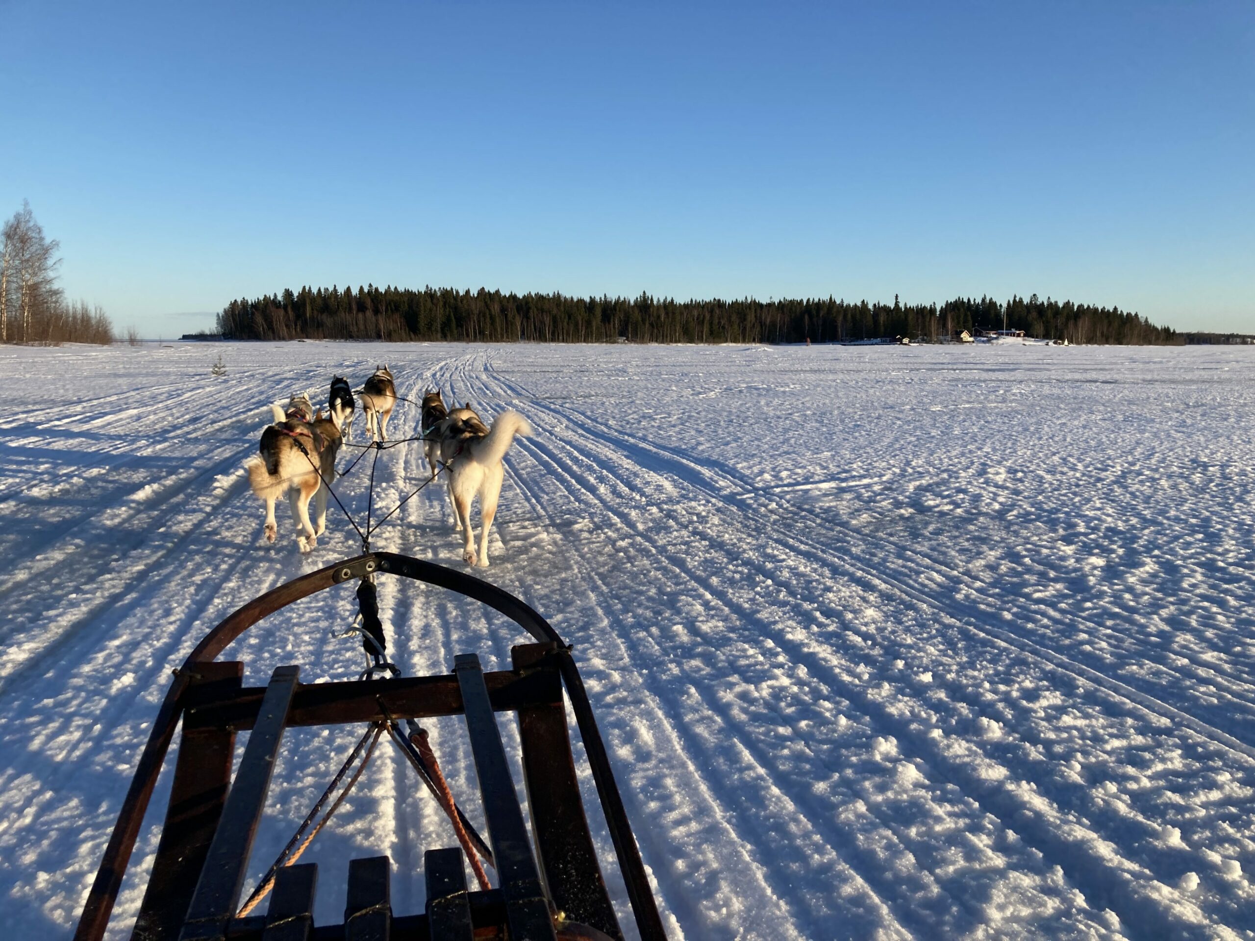 Husky Joring, dogsledding and guided wildlife adventure tours ...
